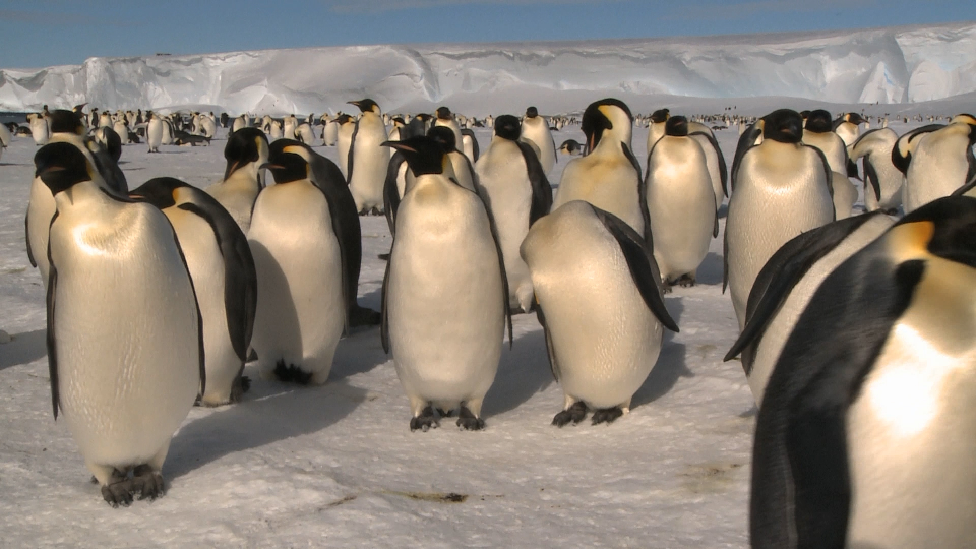 Emperor penguins populations in Antarctica rapidly declining, warns BAS