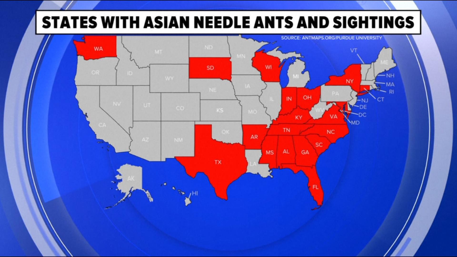 This potentially dangerous invasive species is spreading across America