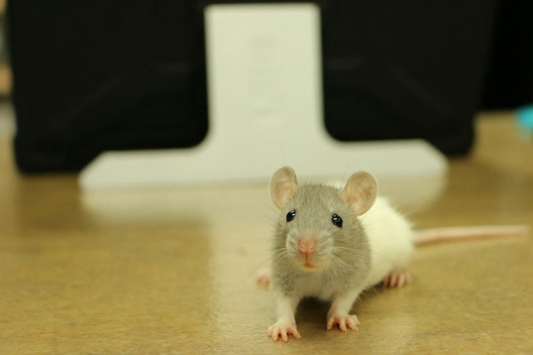 Pet Mice: Are They the Right Small Pet for You?