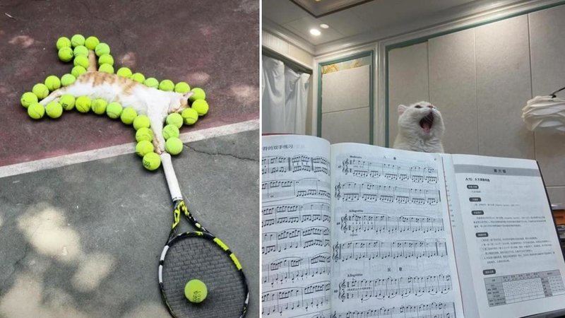 25 Cats With Real Jobs And Serious Careers