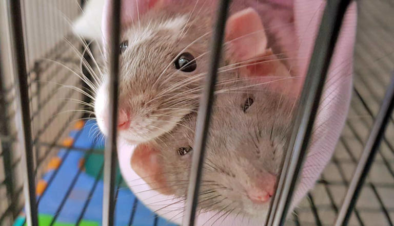 Pet Mice: Are They the Right Small Pet for You?