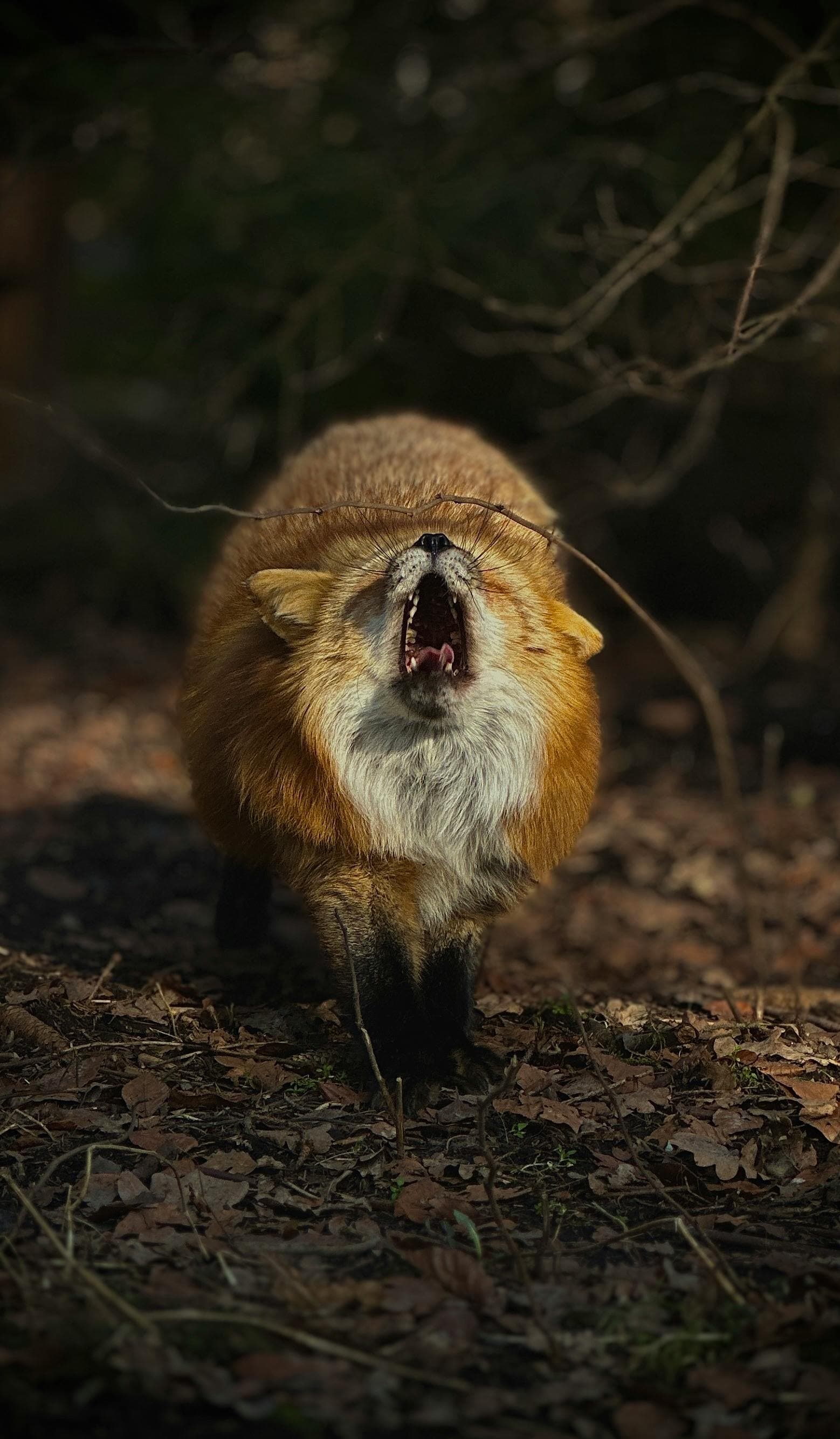 Top 5 most vocal animal species