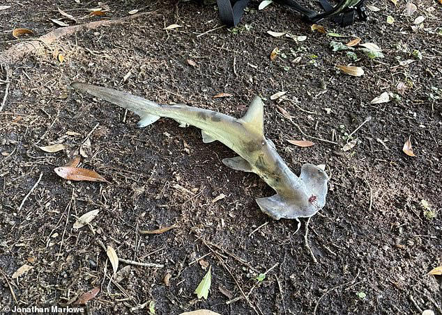 Real-life Sharknado! Hammerhead shark falls from the SKY onto a golf course