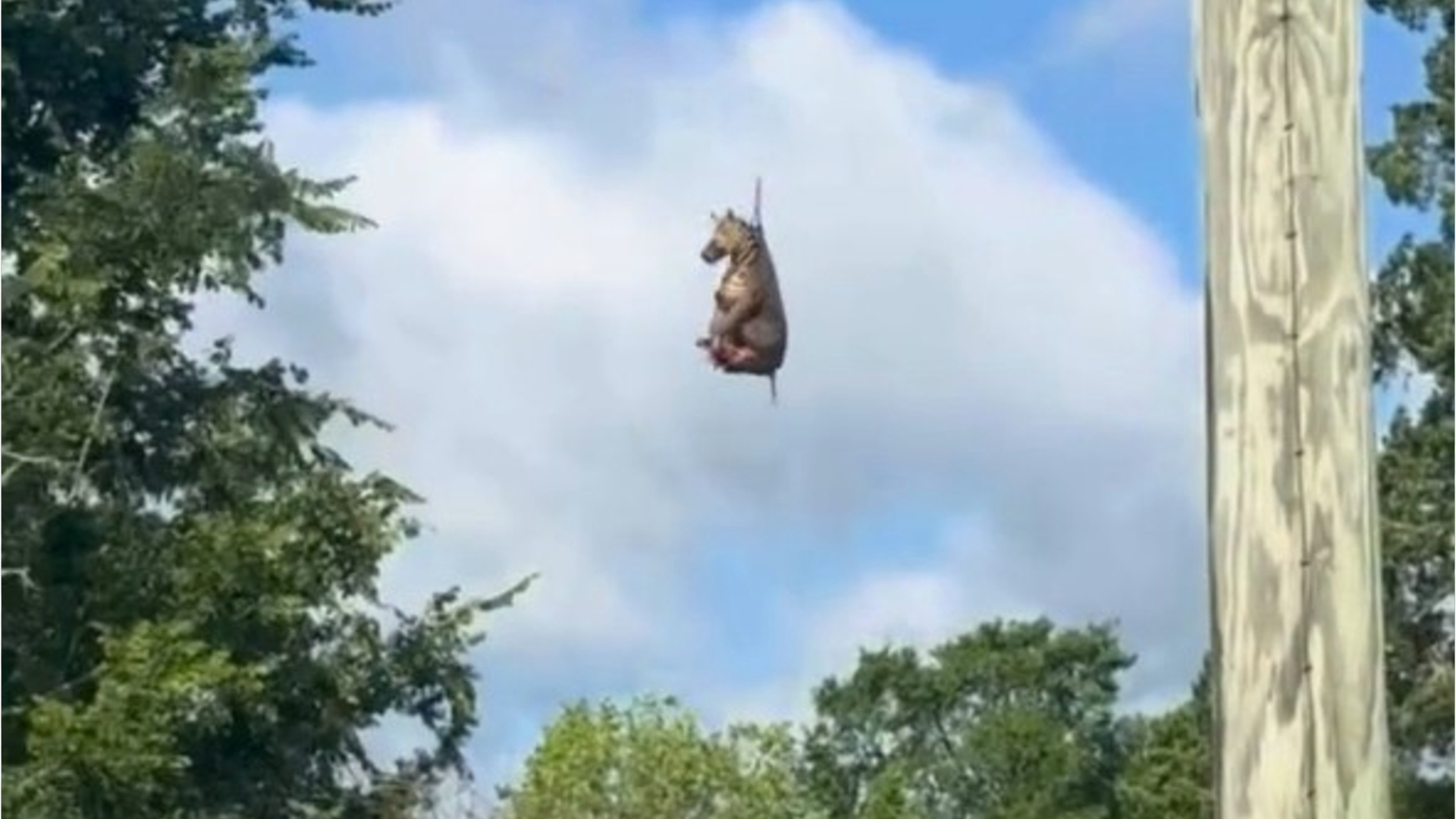 Is It A Bird? Is It A Plane? No, It's Runaway Ed The Zebra Being Flown ...