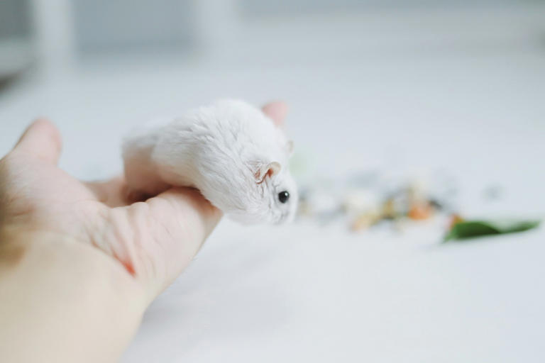 Pet Mice: Are They the Right Small Pet for You?