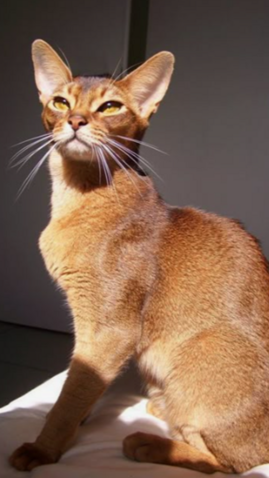 Smart cat breeds that love to learn and explore