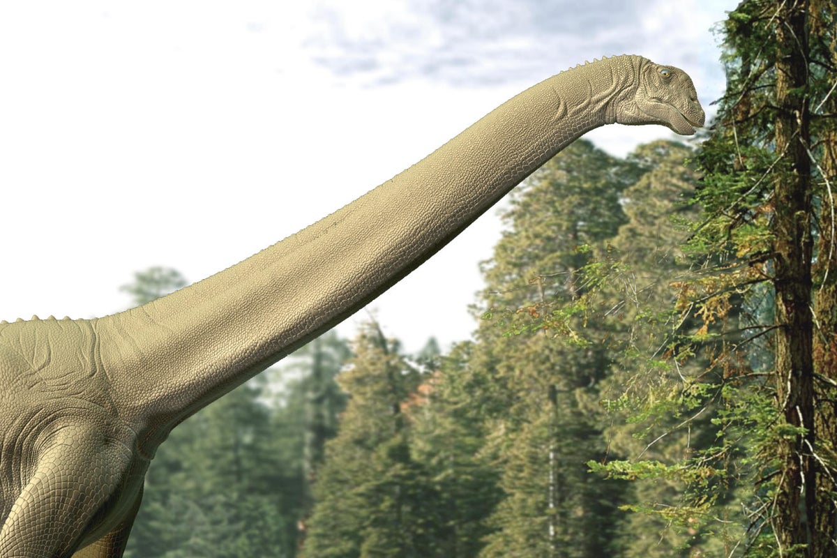 Secrets of sauropod dinosaur revealed by fossilised stomach find