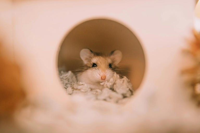 Pet Mice: Are They the Right Small Pet for You?