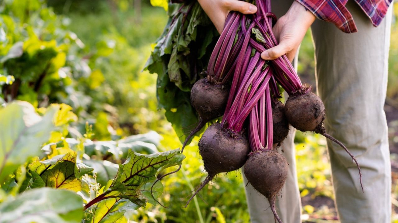 Is Beet a Vegetable? Everything You Need to Know