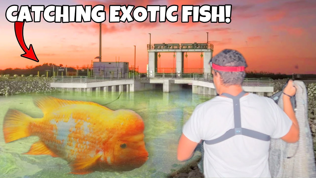 I Caught EXOTIC Fish For My PET STORE!