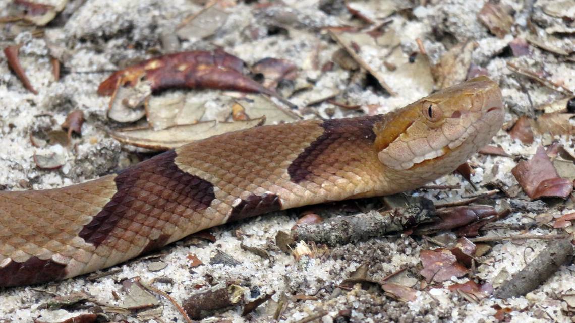 Here's when & where you're most likely to run into a copperhead in NC