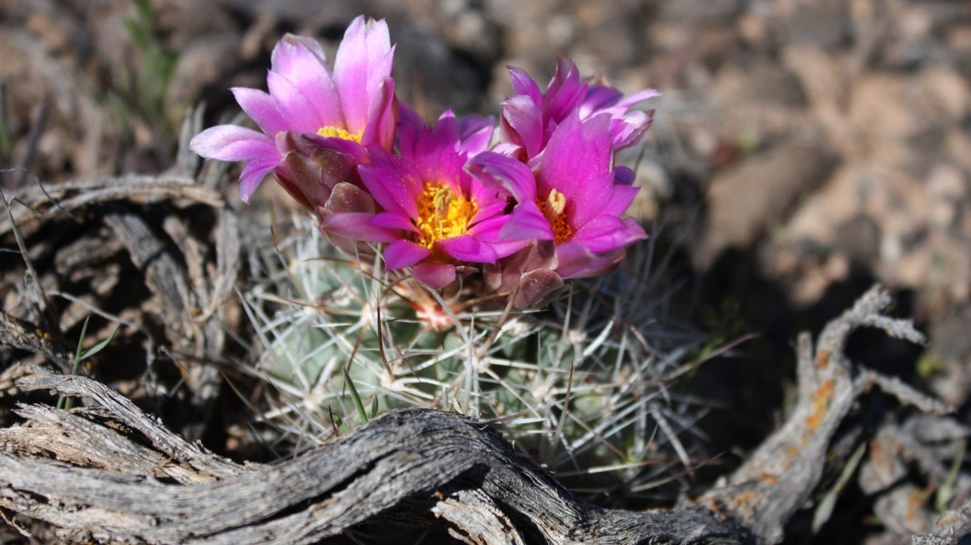 Small, native Colorado cactus removed from federal endangered list