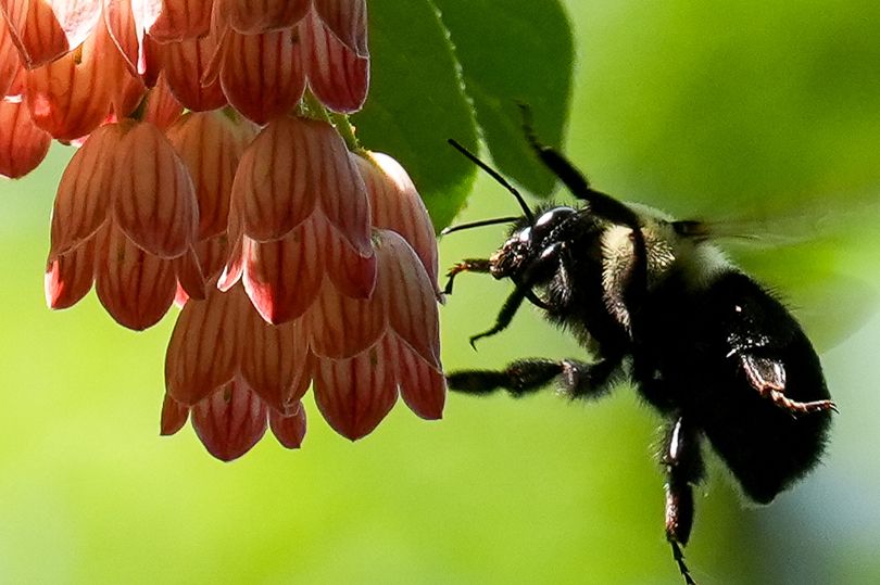 Hay fever sufferers warned as red 'very high' pollen alert issued in ...