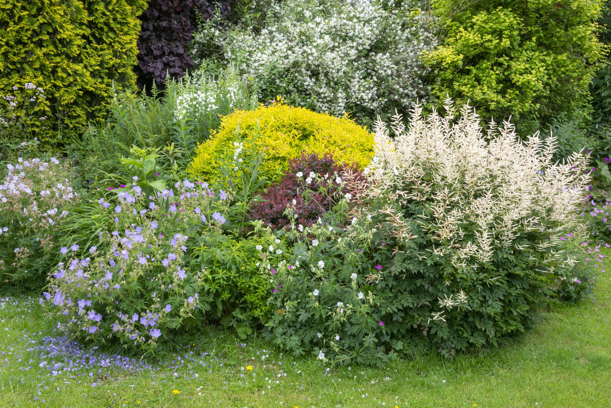 12 Perennials You’ve Never Heard of (But Should Plant), According to a ...