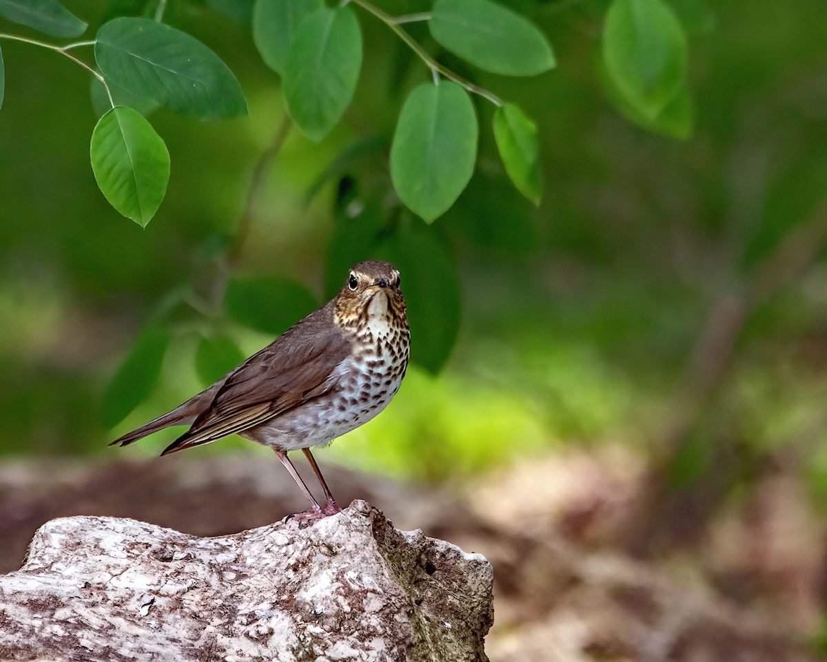 How to Identify a Swainson’s Thrush