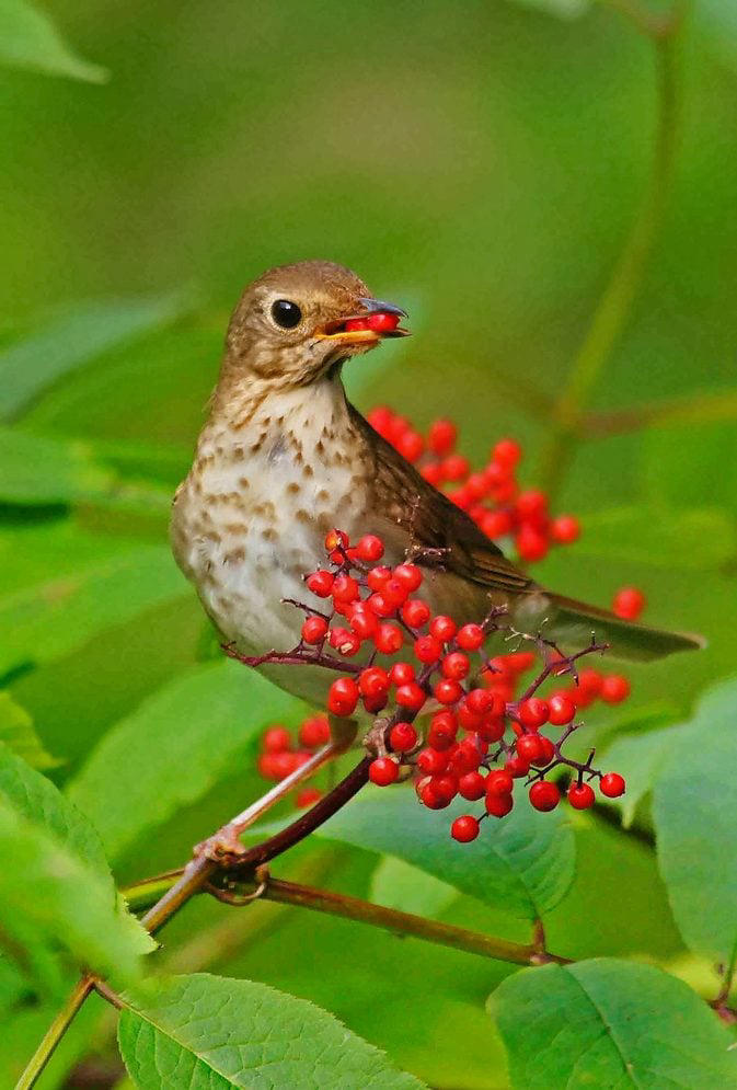 How to Identify a Swainson’s Thrush