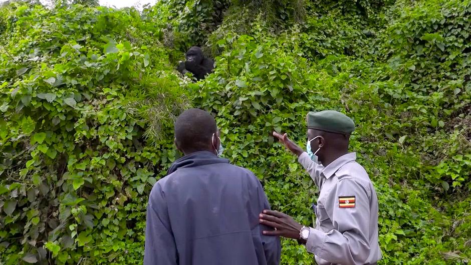 In Uganda, former poachers now protect mountain gorillas