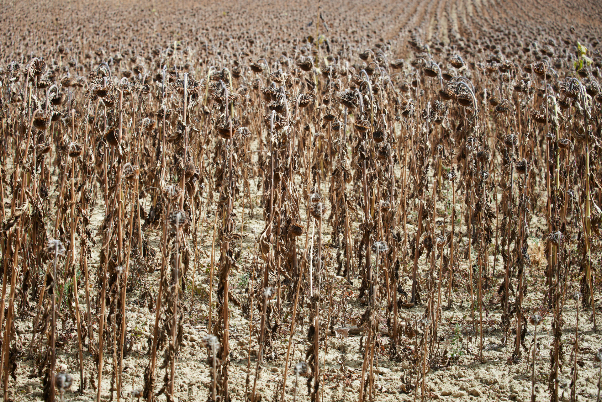 Agroterrorism explained: how big is the threat?