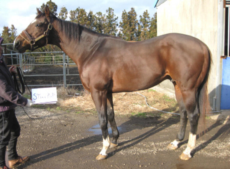 Graded-Placed Runner, Veteran Sire Simon Pure Dies In Korea At Age 22