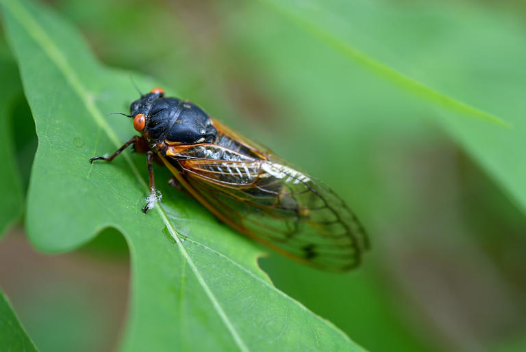 When do cicadas go away? Here's when 17-year brood will peak in ...