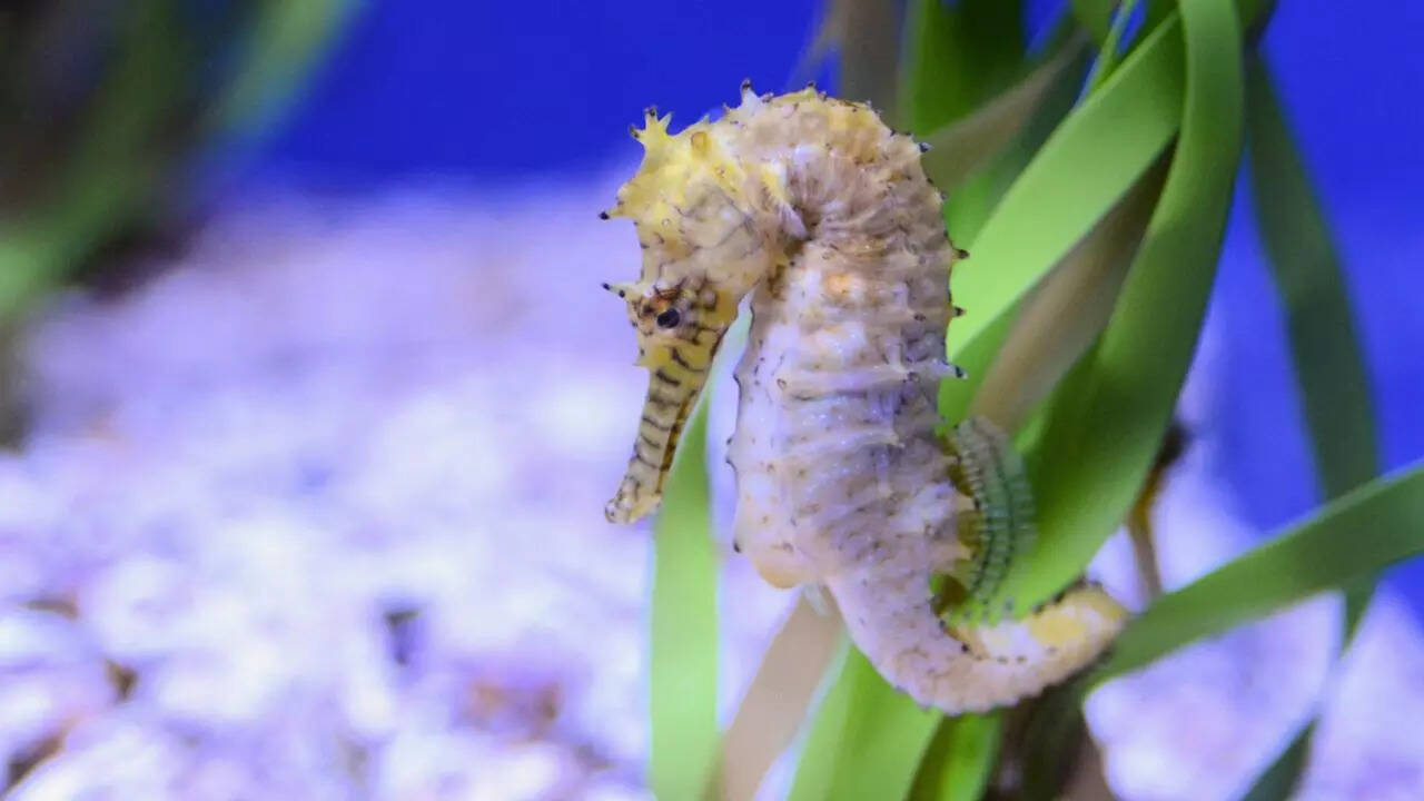 6 interesting animal births that defy everything you know