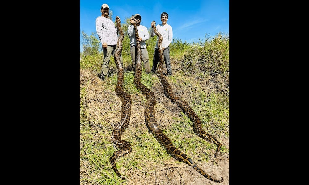 Battle against invasive pythons enjoys record season, and a milestone