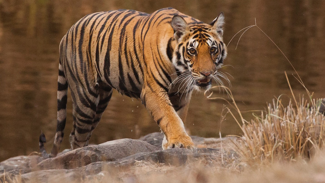 Trail Cameras Capture Shocking Findings on Island Famous for Wild Nightlife
