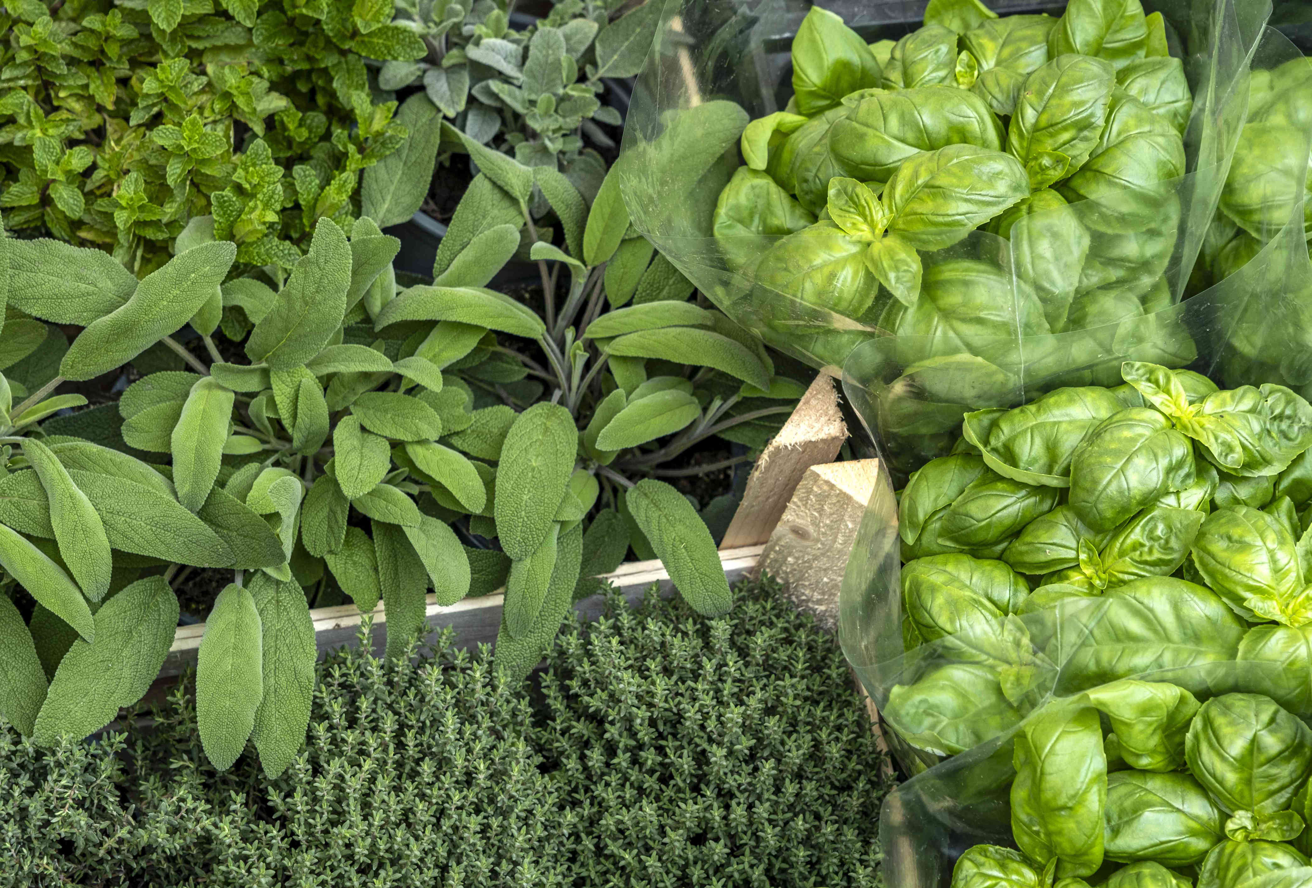 Why you should never grow mint in your garden—and which herbs to plant ...