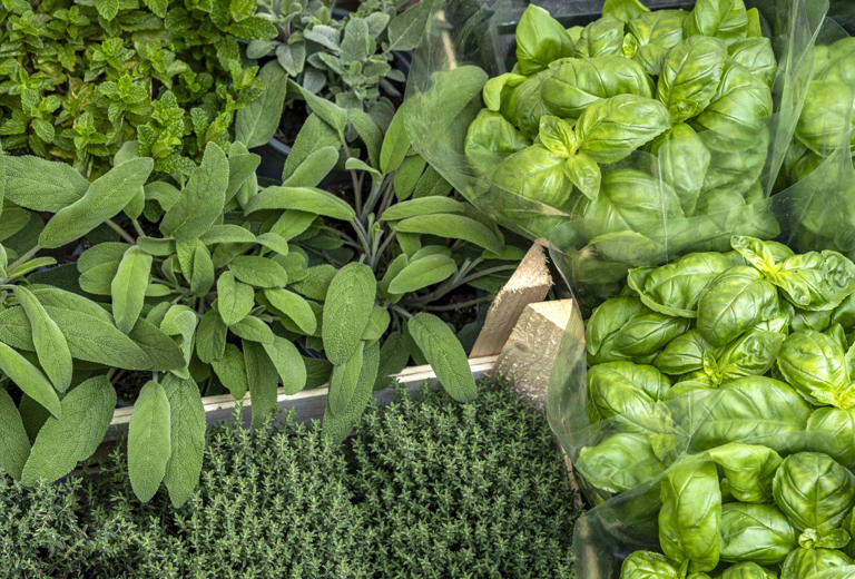 Why you should never grow mint in your garden—and which herbs to plant ...