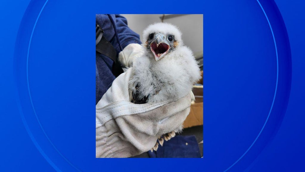 University of Michigan's newest Peregrine falcons now have official names