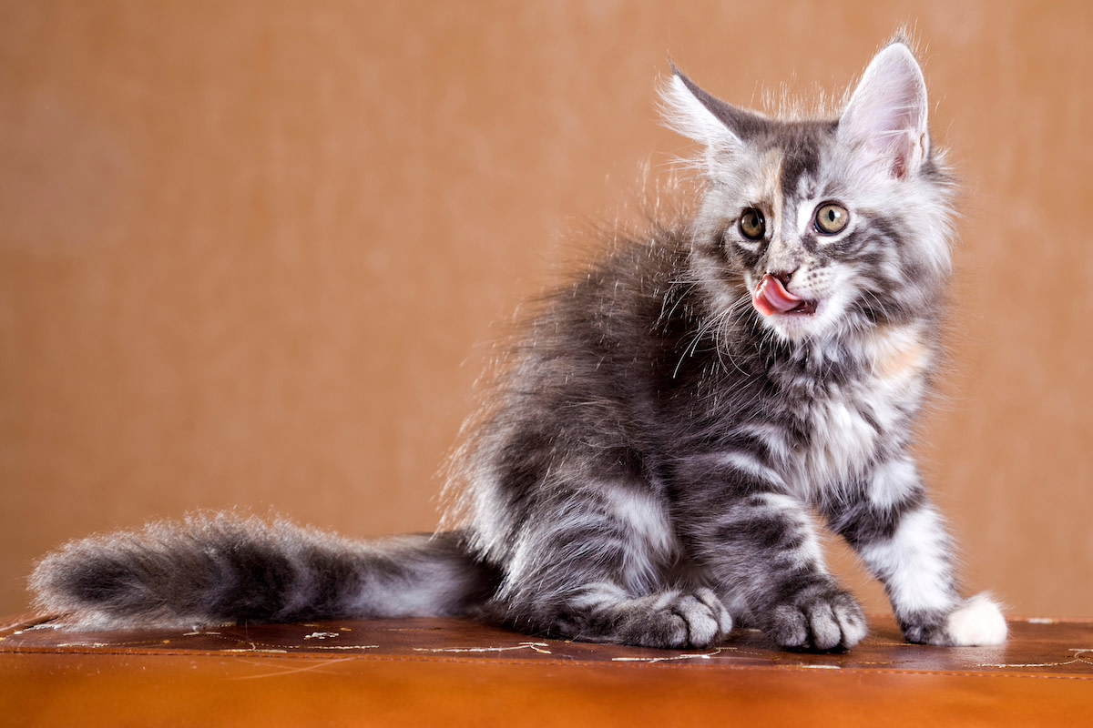 'Boss Baby' Maine Coon Kitten Has the Tiniest, Squeakiest Meow