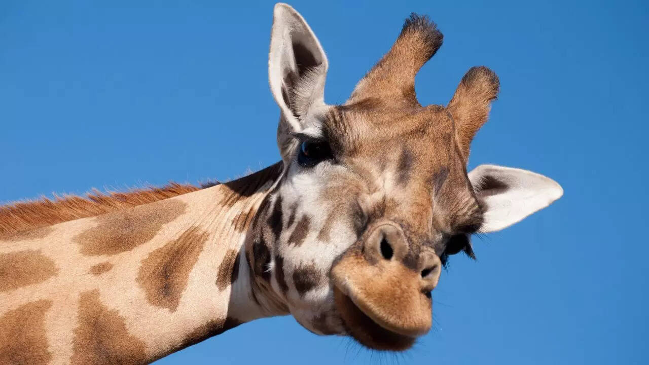 6 interesting animal births that defy everything you know