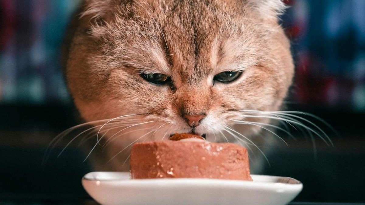 6 foods your cat should never eat and their health consequences