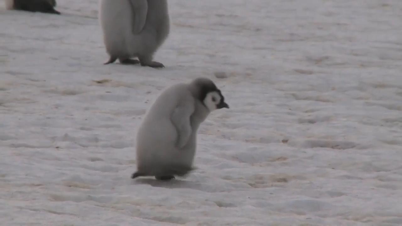 Emperor penguin population decline worse than predicted, according to study