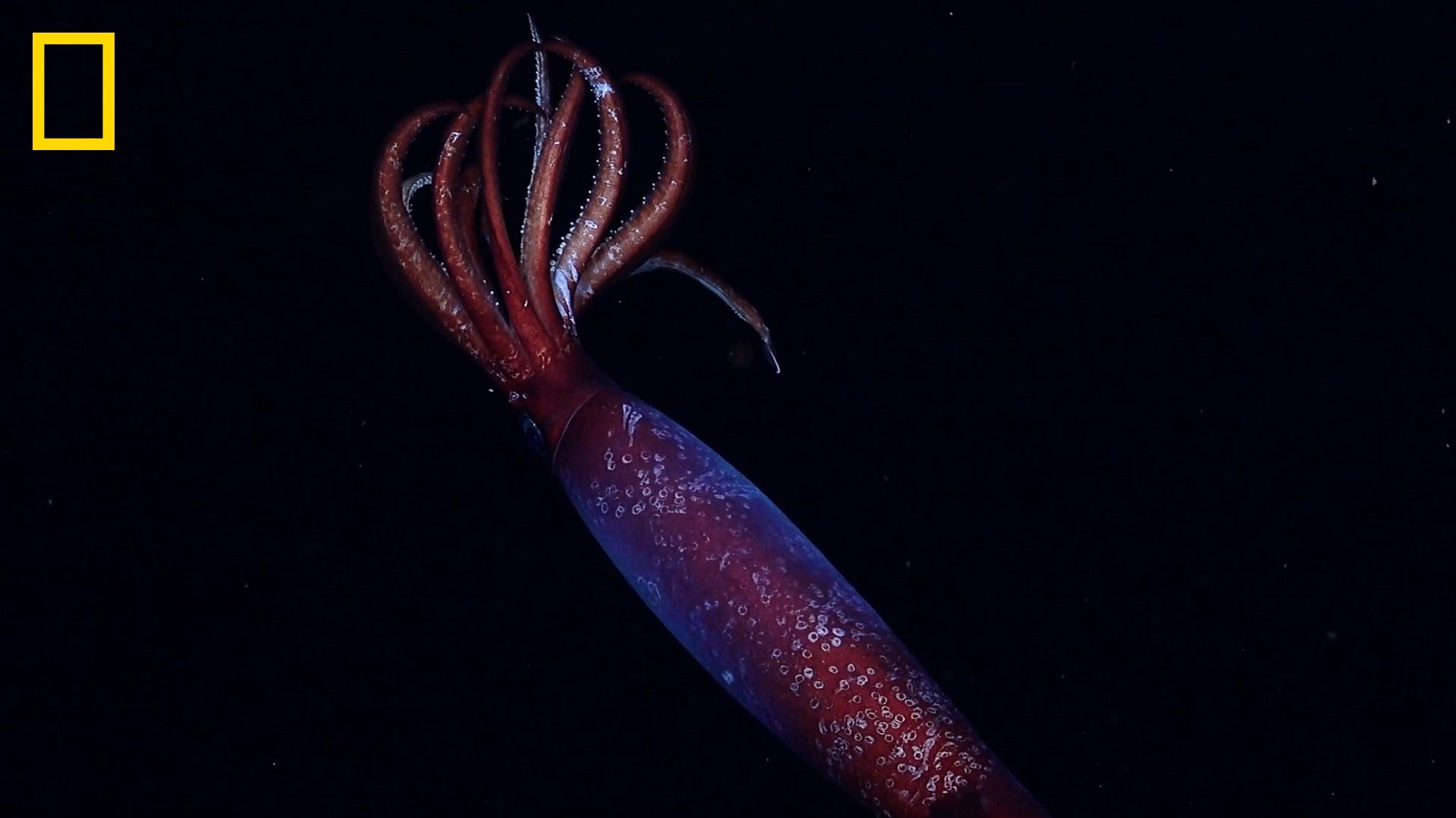 Never-seen-before deep-sea squid recorded alive for first time