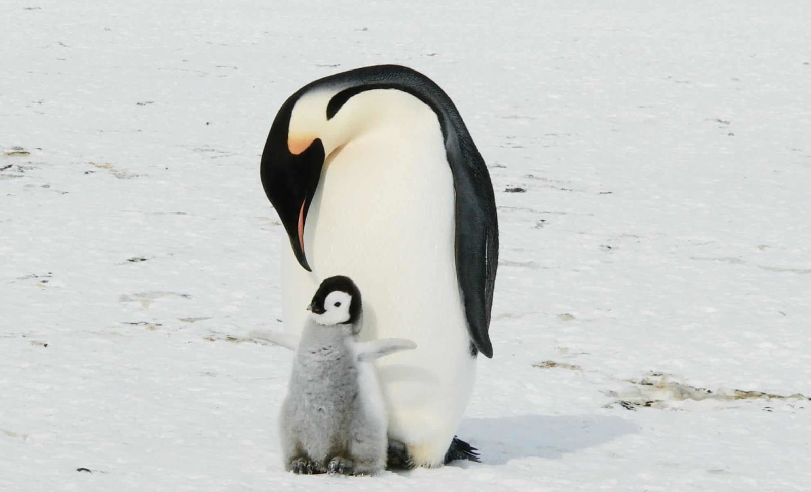 Emperor Penguins on the Brink of Extinction: Population Plummets Faster ...