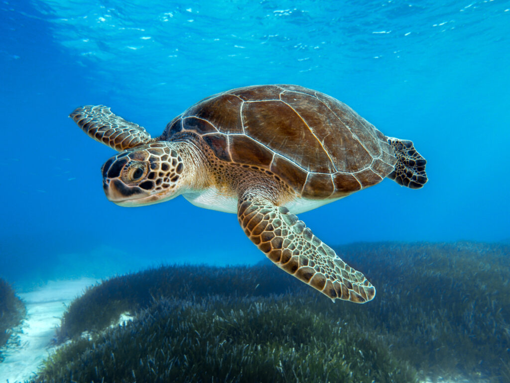 Turtle vs. Tortoise: 12 Differences That Prove You’re Not Looking At ...