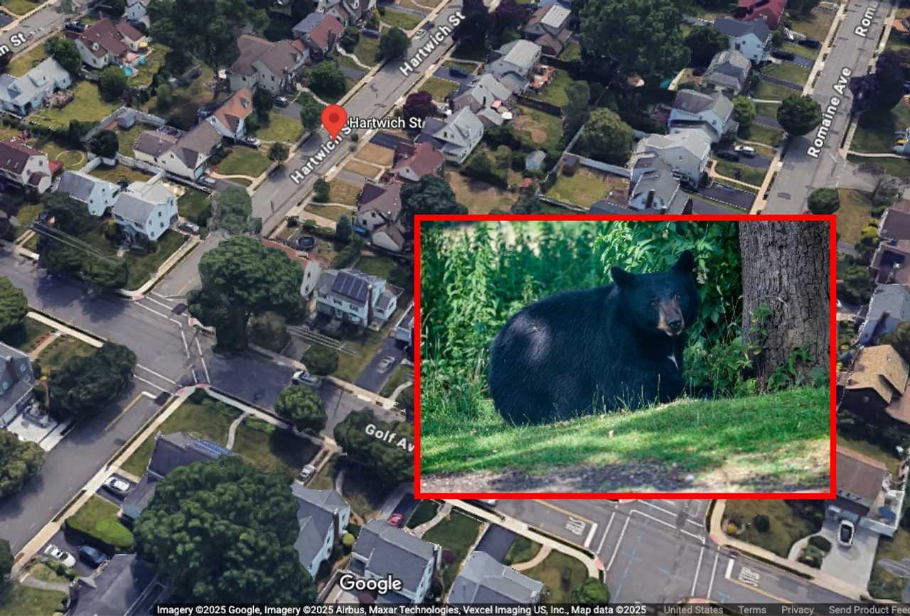 Bear Kills Deer In NJ Backyard, Police Say
