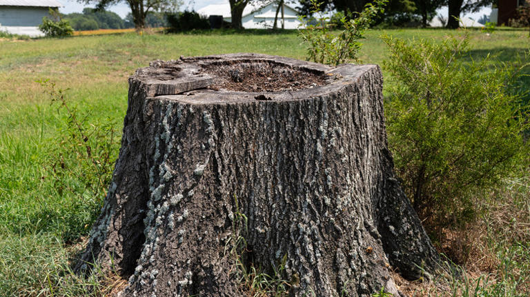 The Easiest Way To Remove A Tree Stump From Your Yard Is Already In ...
