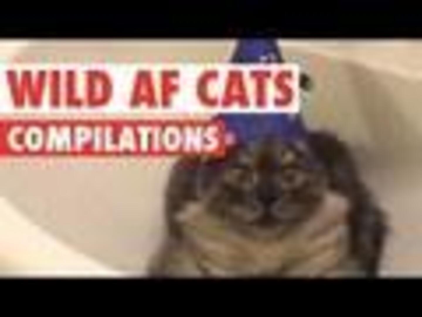 Funny Wild Cat Pet Video Compilation