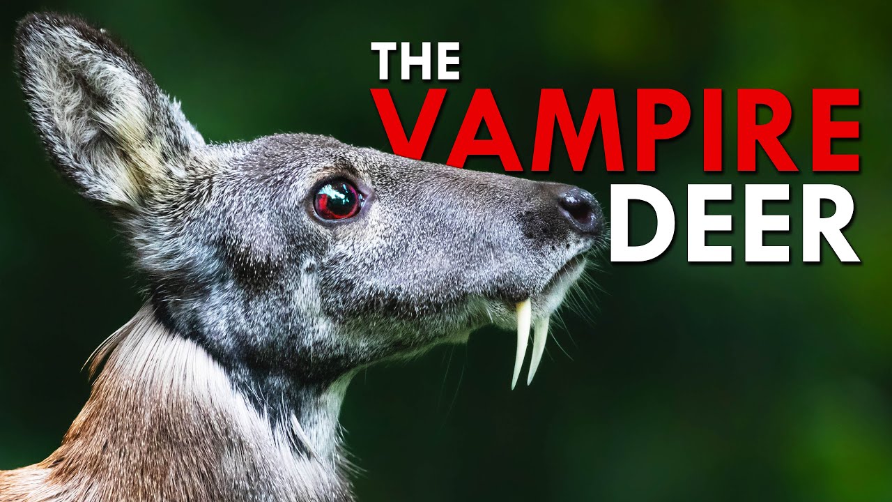 Cursed by Evolution: The Siberian Deer That Grew Fangs