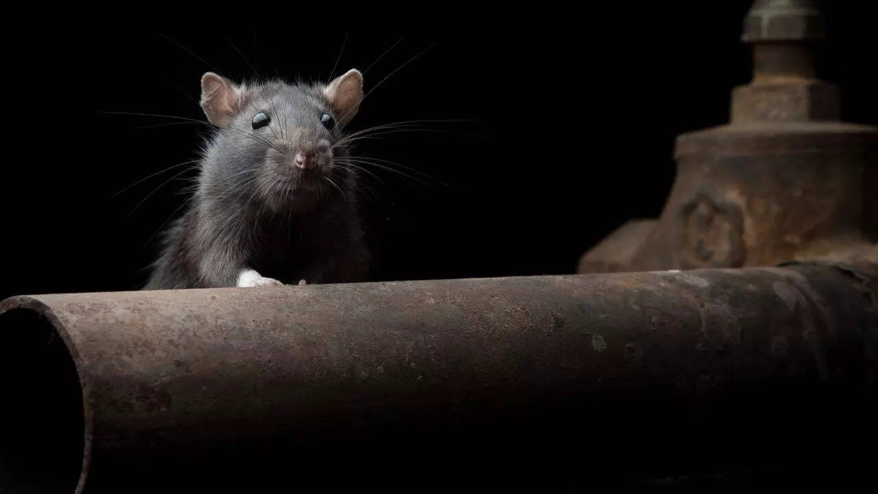 NYC gets a $600,000 contraceptive program for their rat problem!