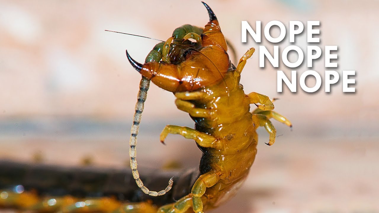 Centipedes: Nature’s Ultimate Nope