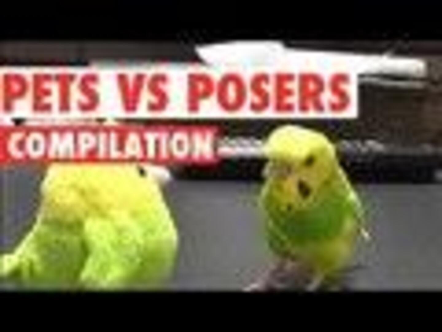 Funny Pets Vs. Posers Compilation