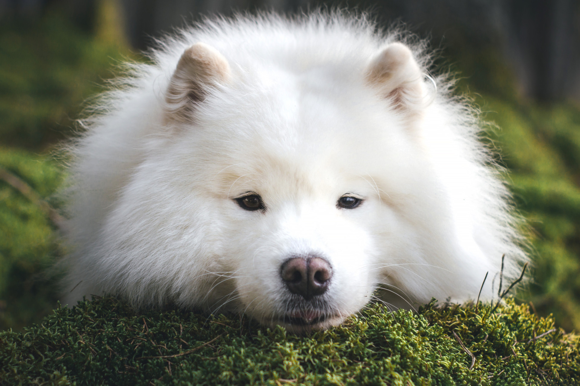 The fluffiest dog breeds that were made to snuggle