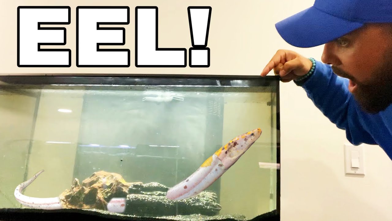 NEVER-BEFORE-SEEN Albino Swamp Eel Captured in Fish Trap