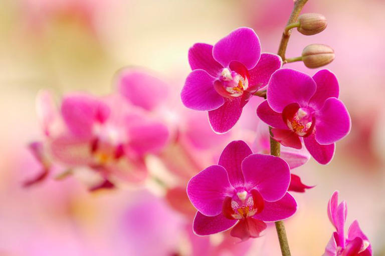 Exact reason why your orchids won't flower