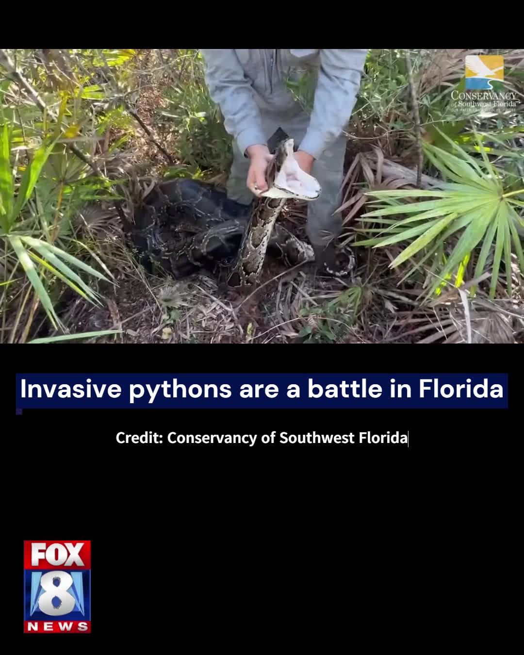 Invasive pythons are a battle in Florida