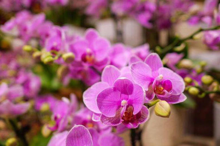 Exact reason why your orchids won't flower