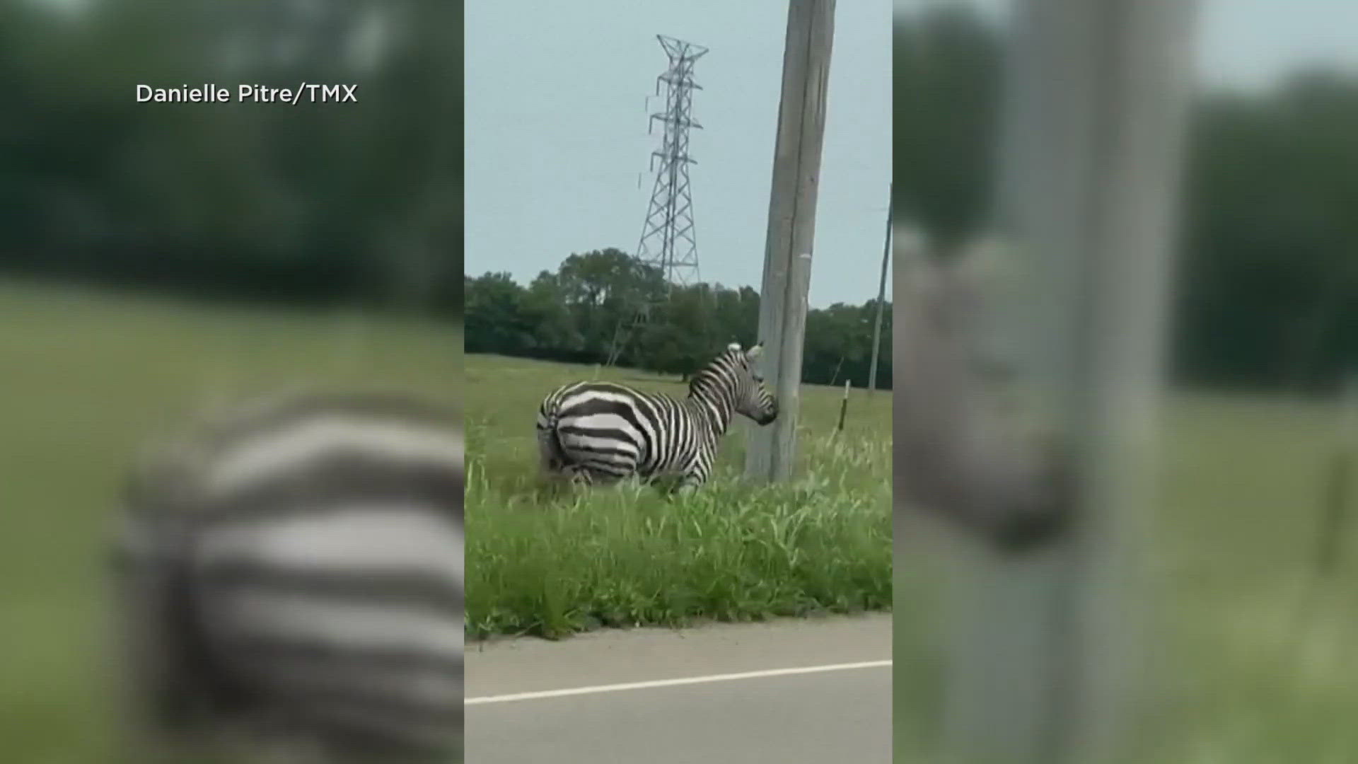 Texas helicopter crew assists in rescue of escaped zebra in Tennessee